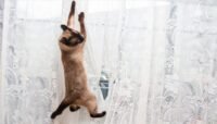Cat Proof Curtains - Explore 8 Best Cat Resistant Curtains